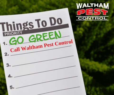 Green Pest Control - Waltham Pest Control Burlington MA