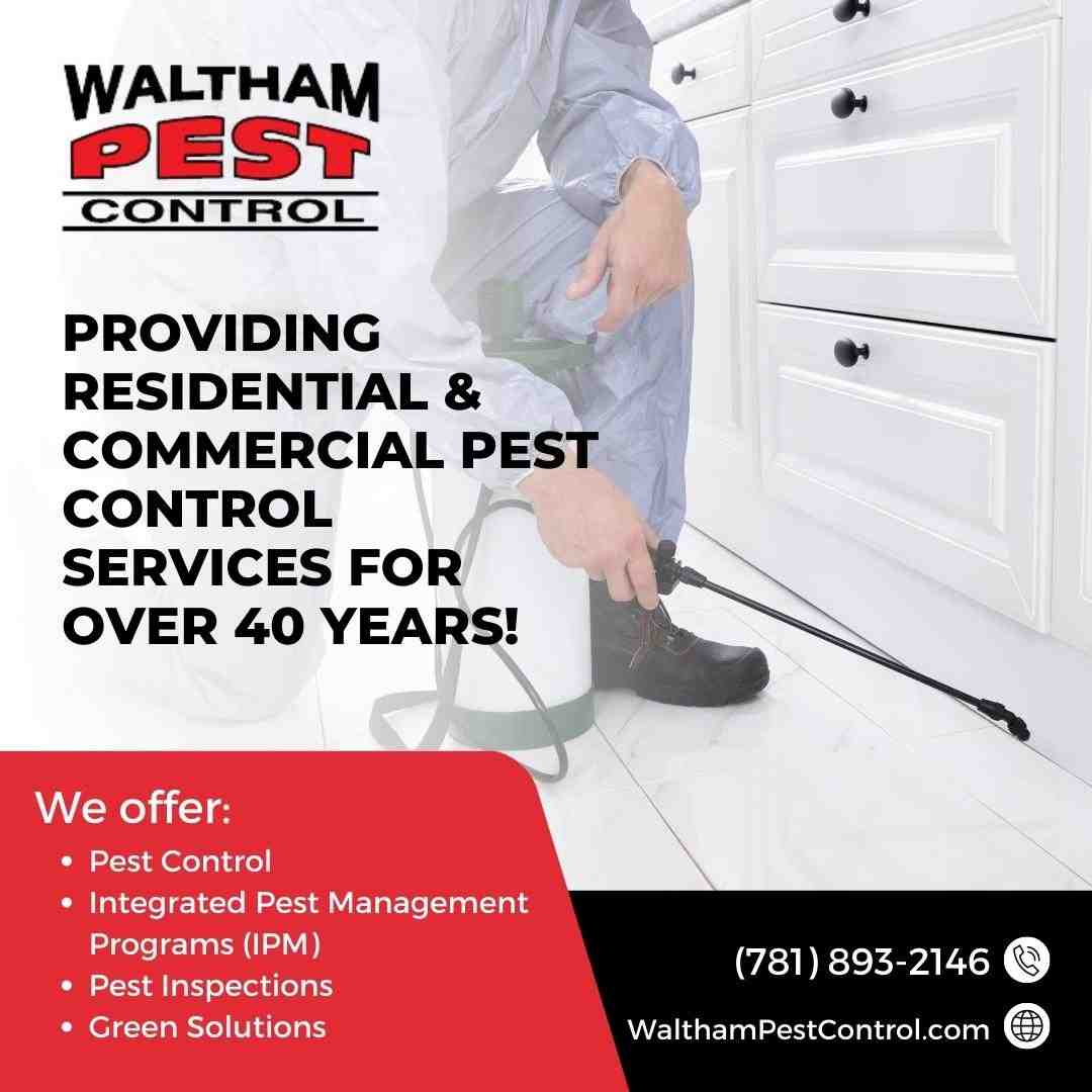 Exterminator in Newton MA: Top 5 Best Services in 2024