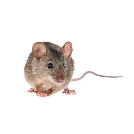 #1 Best Rodents Pest Control Company | Waltham Pest Control