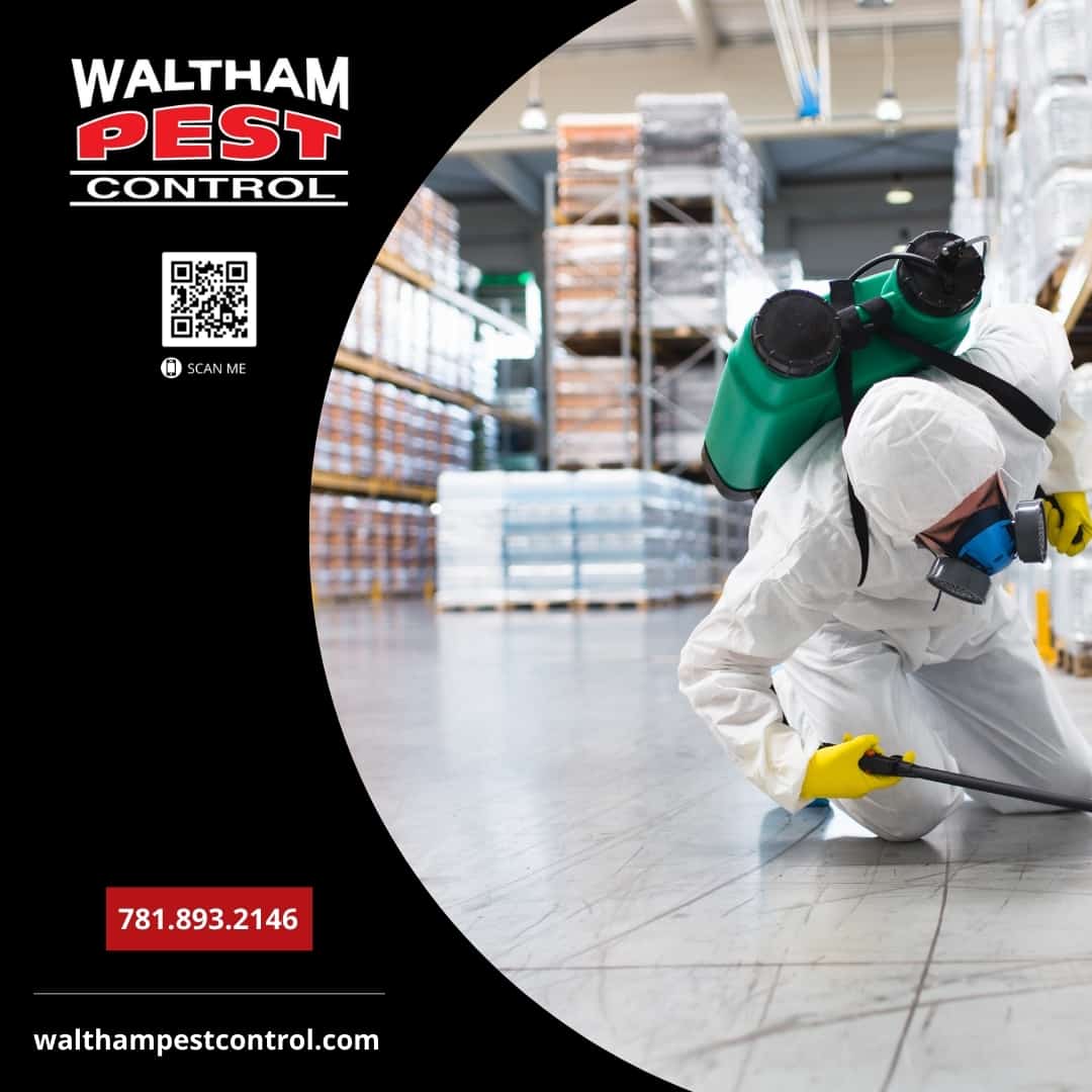 #1 Best Belmont MA Pest Control Company | Waltham Pest Control