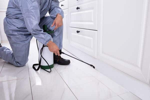 #1 Best Middleton MA Pest Control Company | Waltham Pest Control