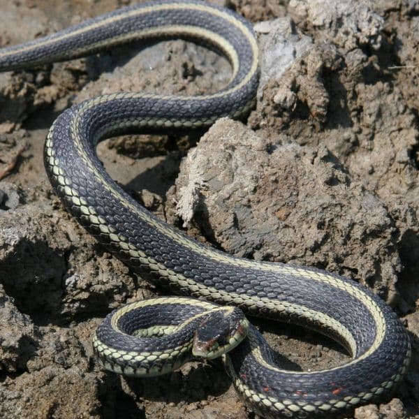 #1 Best Snake Removal Boxford MA Company | Waltham Pest Control