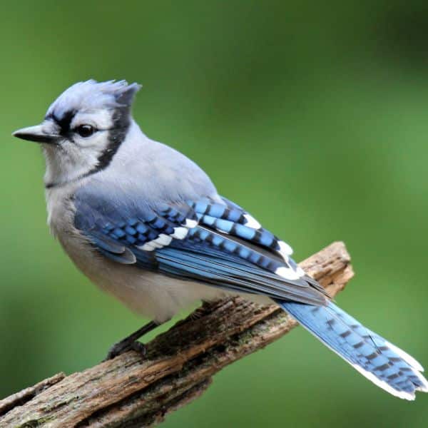 #1 Best Bird Removal Lexington MA | Waltham Pest Control
