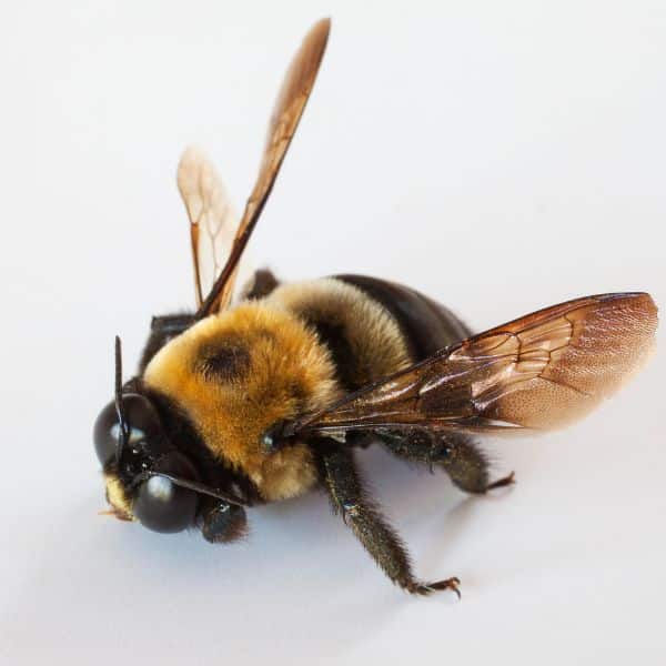 Number 1 Rate Best Carpenter Bees Pest Control Company