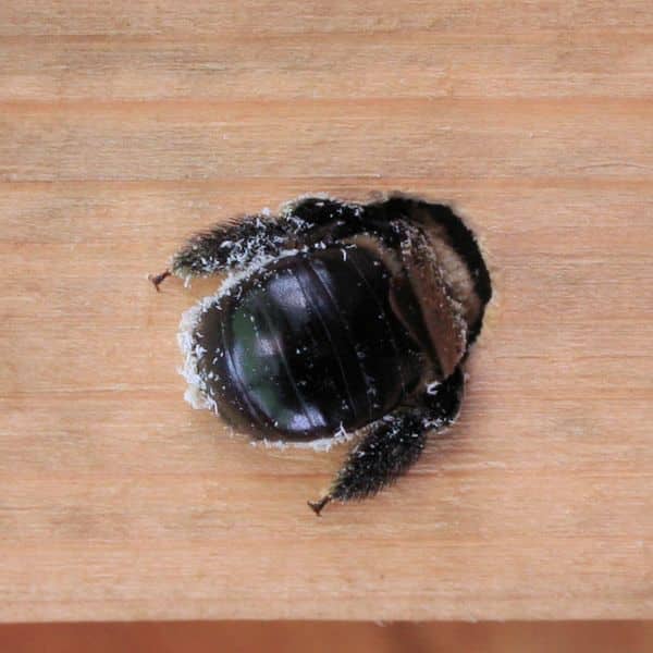 #1 Best Carpenter Bee Removal Peabody MA | Waltham Pest Control