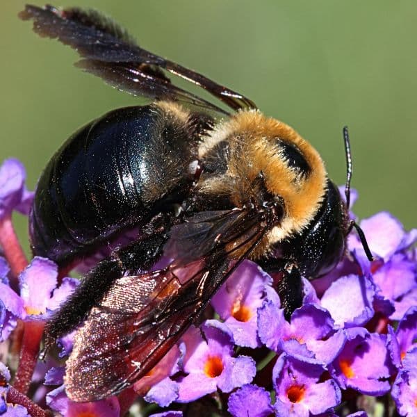 #1 Best Carpenter Bee Removal Winchester MA | Waltham Pest Control