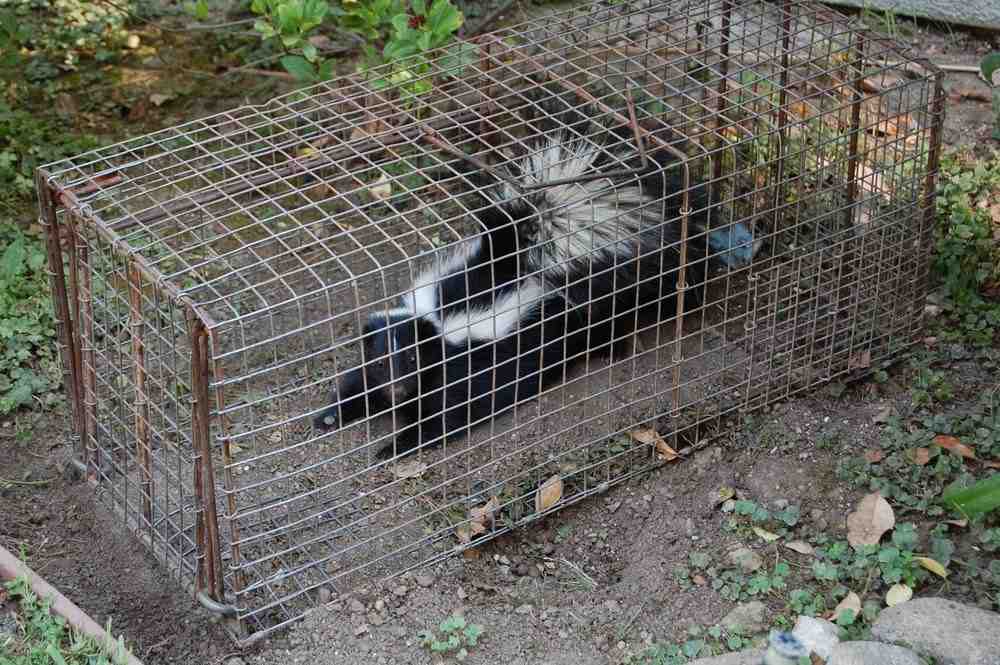 Critter Control: Best 5 Humane Services to Remove Pests